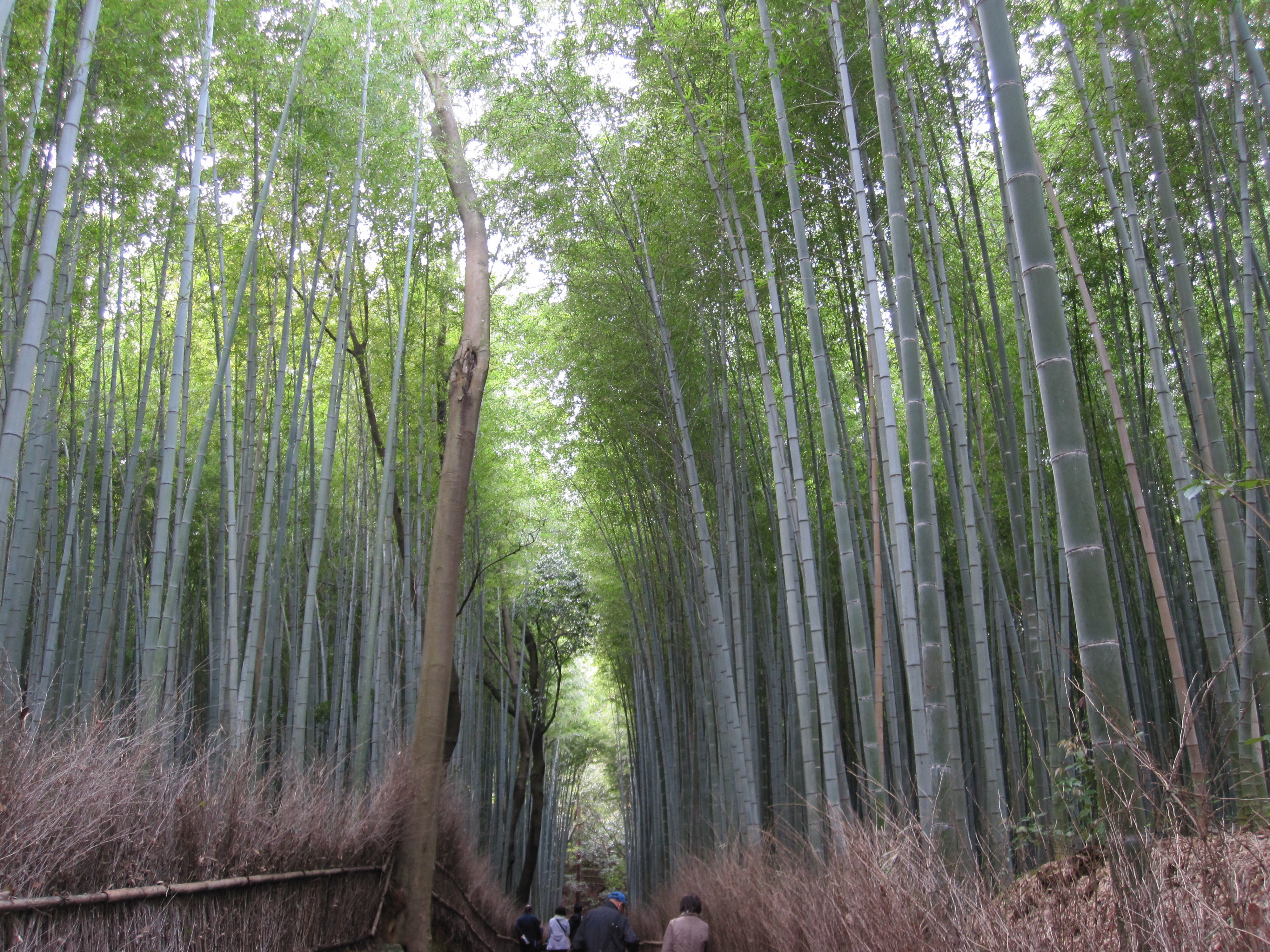 The Old Bamboo | Dave's Sabbatical